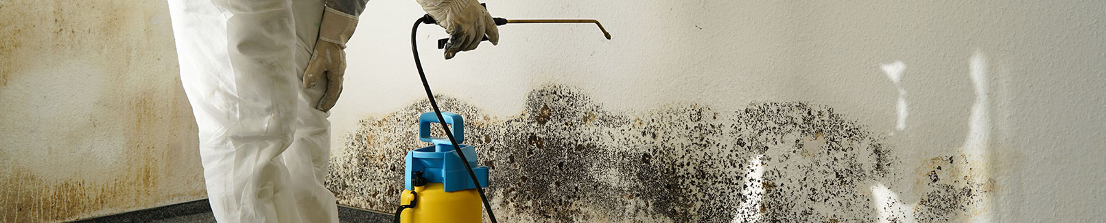 Mold Remediation & Removal Services | Insurcomm